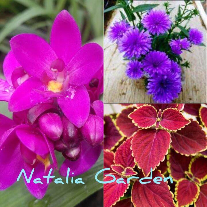 Tanaman Hias Bunga Hidup Paket Isi 3 jenis | Lazada Indonesia