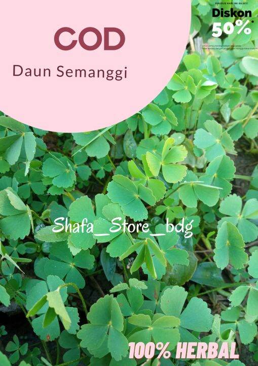 Daun Semanggi sawah 250grm | Lazada Indonesia