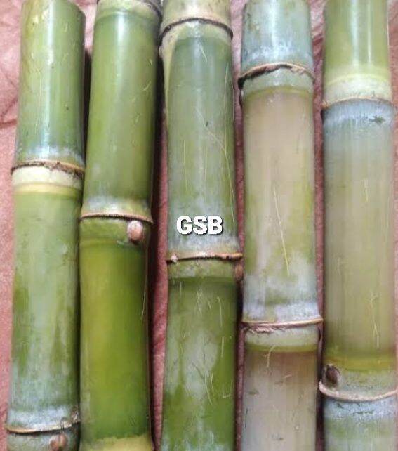 Batang tebu hijau segar 1 kg bisa untuk bibit | Lazada Indonesia