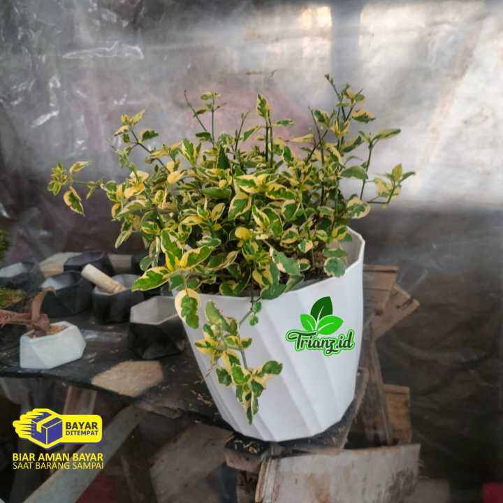 tanaman hias teronia variegata/melati variegata | Lazada Indonesia
