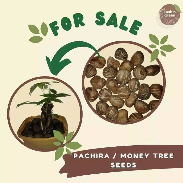 (Lush n Green) 10 + 2 SEEDS PACHIRA AQUATICA / MONEY TREE SEEDS | Lazada PH