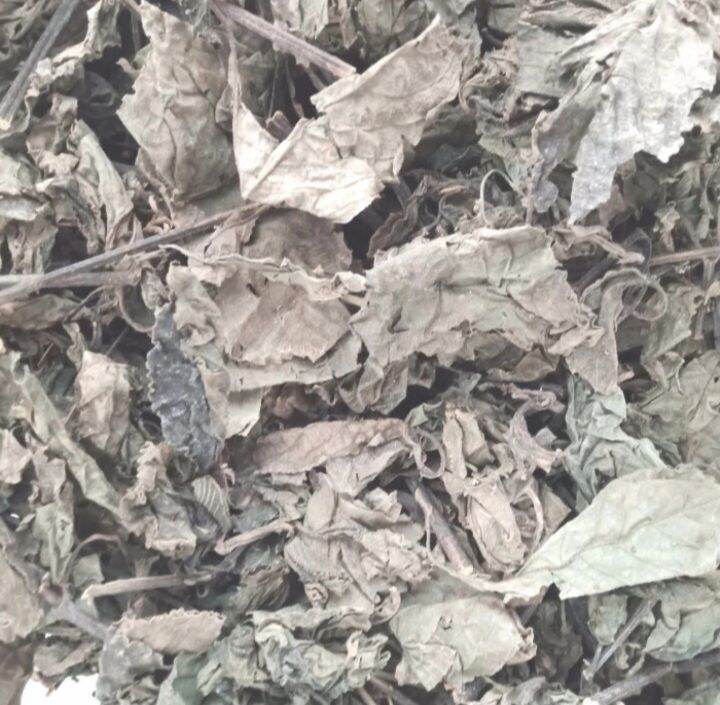 Daun keci beling 1kg - keji beling obat herbal | Lazada Indonesia