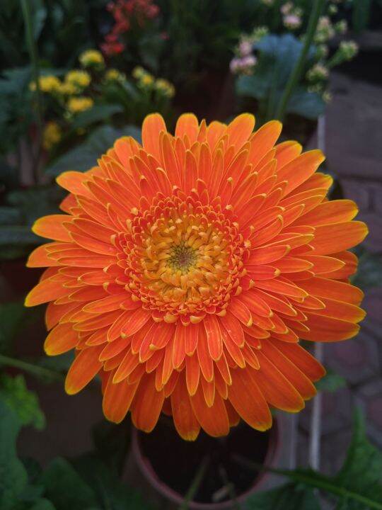 Tanaman Gerbera | Lazada Indonesia