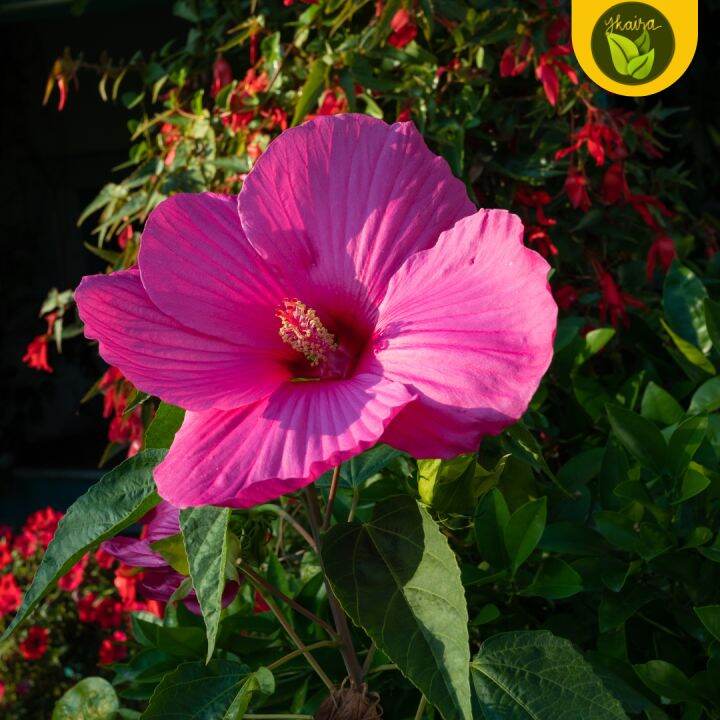 pink swamp flower 5 seeds for planting outdoor garden plant | Lazada PH