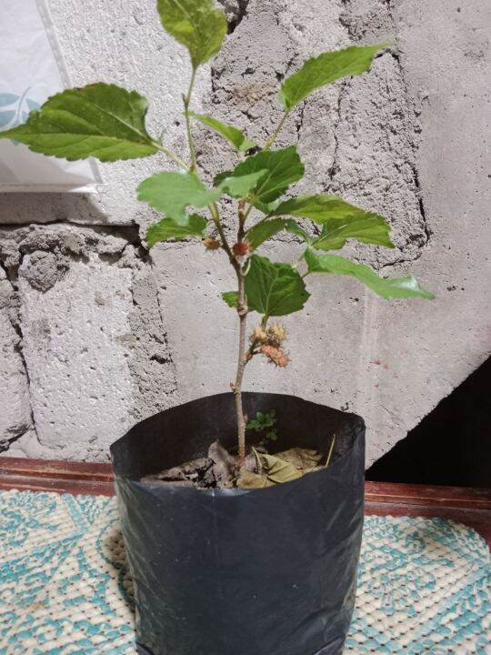 Mulberry seedling Illinois 1-2 feet live plant | Lazada PH