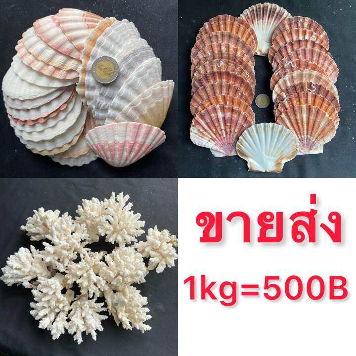 ปะการังและหอยเชลล์ธรรมชาติ 500 บาท 1กก. สำหรับตกแต่งบ้าน ตกแต่งตู้ปลา งานฝีมือจากเปลือกหอย DIY ...