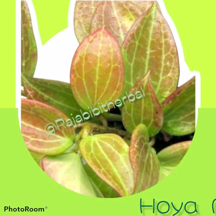 Hoya merah tanaman hias hoya merah bunga merah hoya rambat daun 4-5 ...