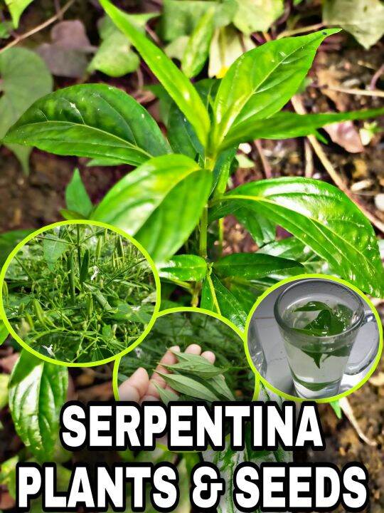 SERPENTINA FRESH / DRIED LEAVES ONLY ( SEEDS) | Lazada PH