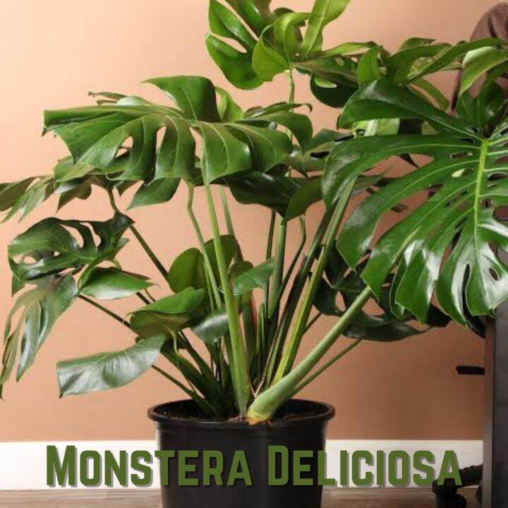 Monstera Deliciosa (LIVE PLANTS) | Lazada PH