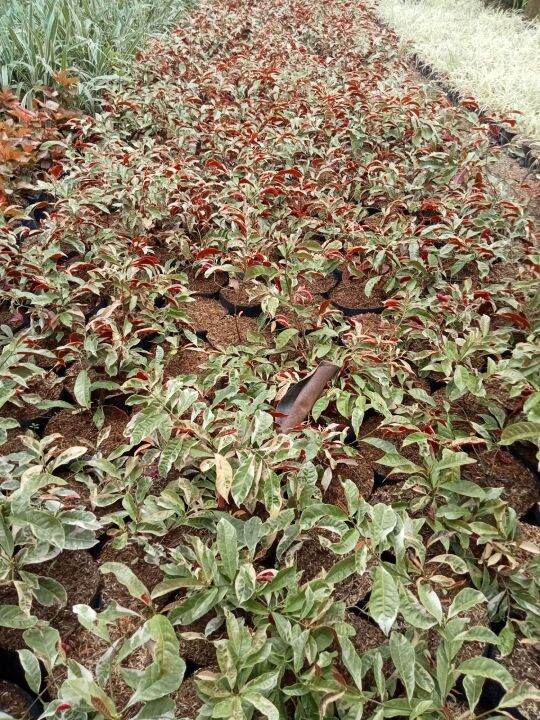 PICARA RED | Lazada PH