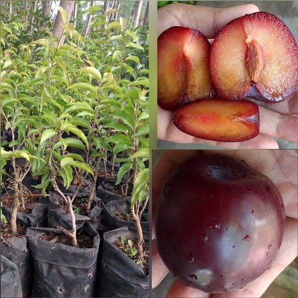 plum aussie jumbo super unggul | Lazada Indonesia