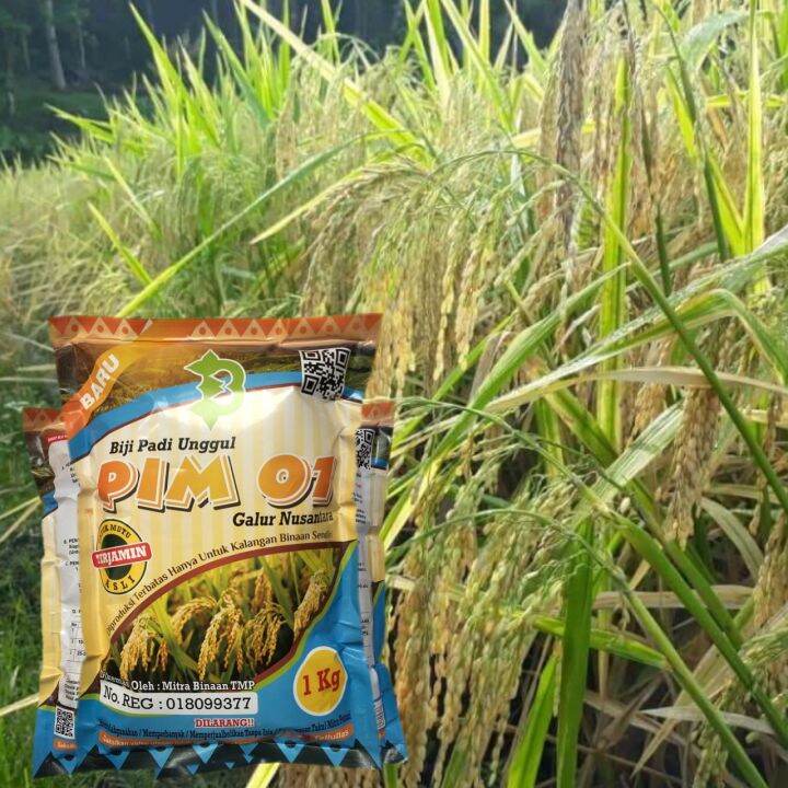Padi Raksasa PIM 01 ori | Lazada Indonesia