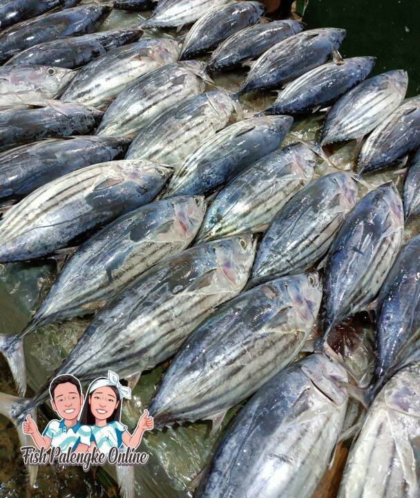 Tulyasan, Tulyasan Fish | Lazada PH