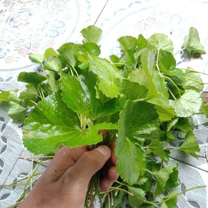 Daun antanan daun pegagan besar segar obat herbal daun pegagan lalapan ...