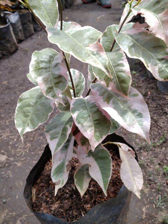 Tanaman hias daun sambang darah | Lazada Indonesia