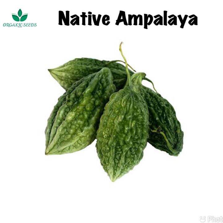Native Ampalaya (5pcs seeds) | Lazada PH