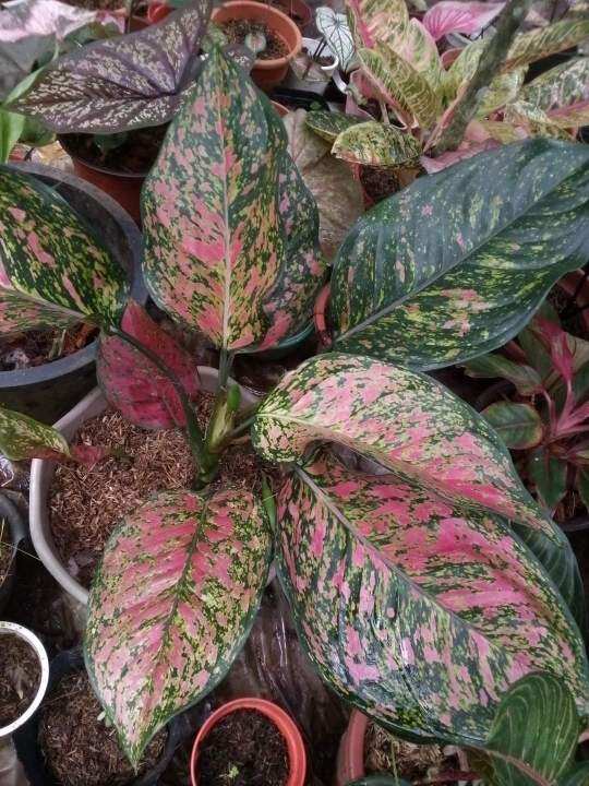 tong tengban rare aglaonema seeds with bundle agalaonema plants 10pcs potted | Lazada PH