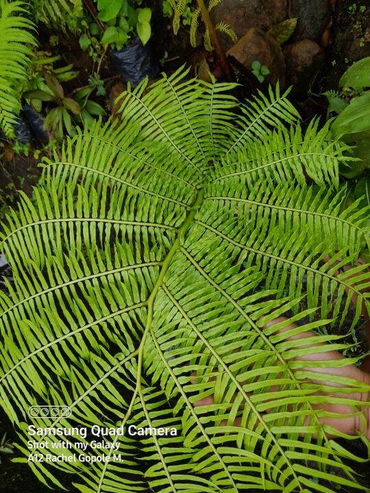 Angiopteris evecta,King fern or giant fern | Lazada PH