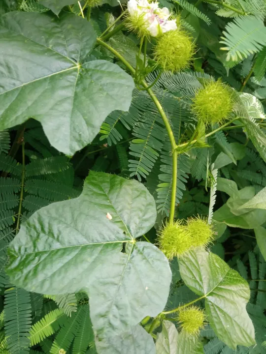 daun rambusa/daun cermot 500gram | Lazada Indonesia