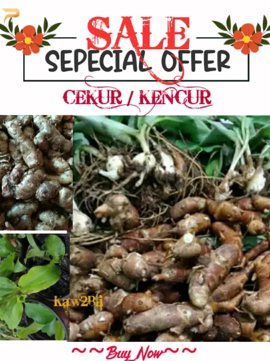 CEKUR / KENCUR (Rizom) 250G | Lazada