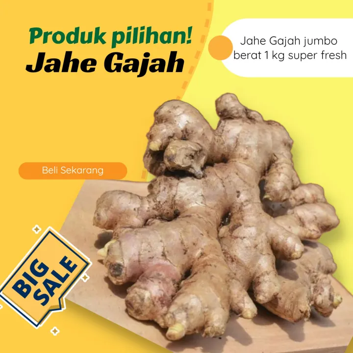 JAHE GAJAH JAHE PUTIH JUMBO 1 KG FRESH SUPER TUA | Lazada Indonesia