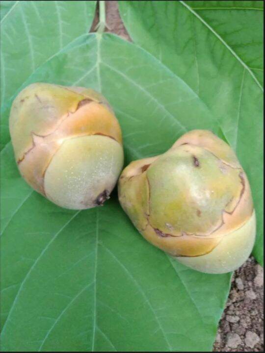 Beluluk kambil (beluluk/mbluluk) kelapa. | Lazada Indonesia