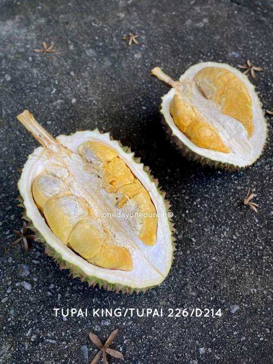Pokok Durian Tupai King💥💥💥 | Lazada