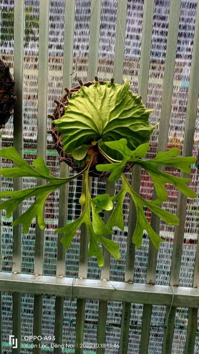 Platycerium Ridleyi | Lazada Indonesia