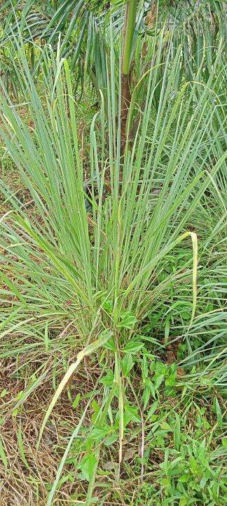 Tanglad/lemongrass | Lazada PH