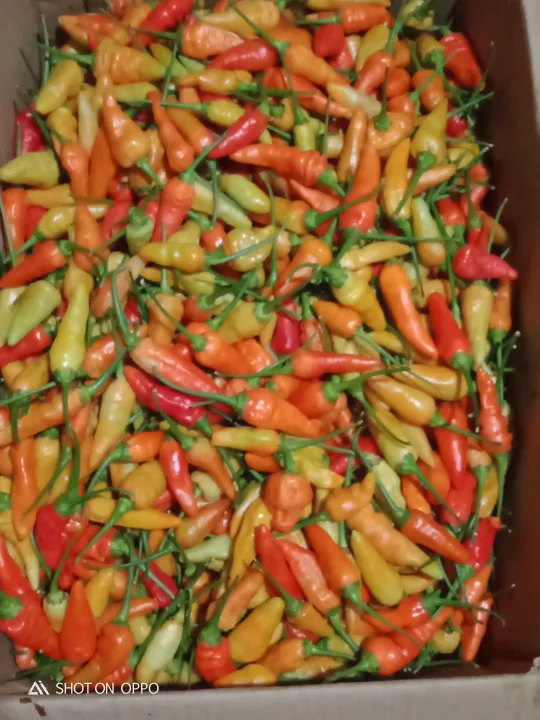 cengek cabai setan cabe rawit domba galak pedas paling murah | Lazada ...