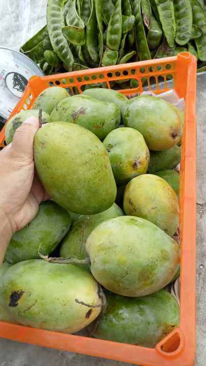 Mangga | Lazada Indonesia