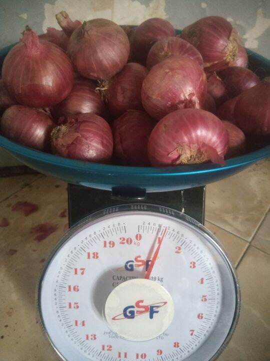 Bawang merah india super 1kg | Lazada Indonesia