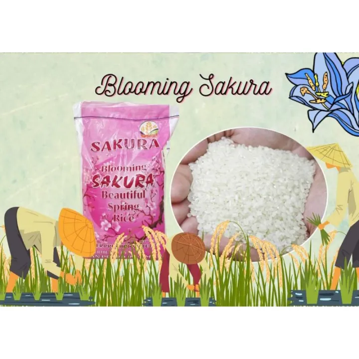 Sakura Rice 5 Kilograms (Bagong Ani) | Lazada PH