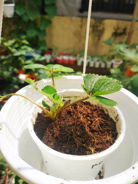 Pokok strawberry | Lazada