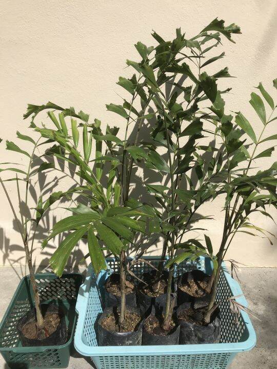 Pokok pinang ekor tupai/palm foxtail | Lazada