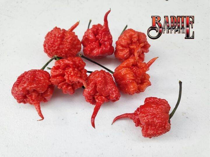 Carolina Reaper Red (isolated)Authentic | Lazada PH