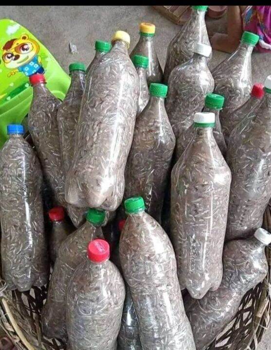 GINAMOS dilis FROM BISAYA Purong isda at mabango | Lazada PH