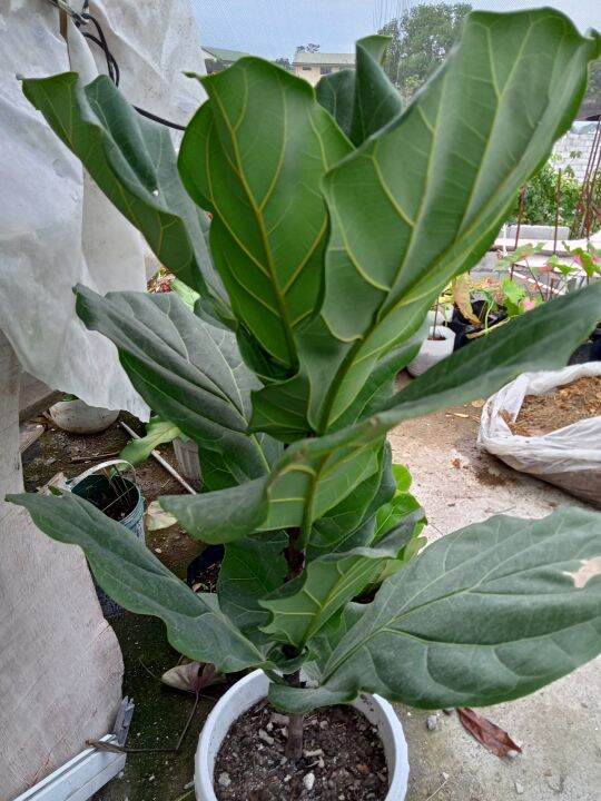 Fiddle leaf fig tree (4 feet+ foot tall) | Lazada PH