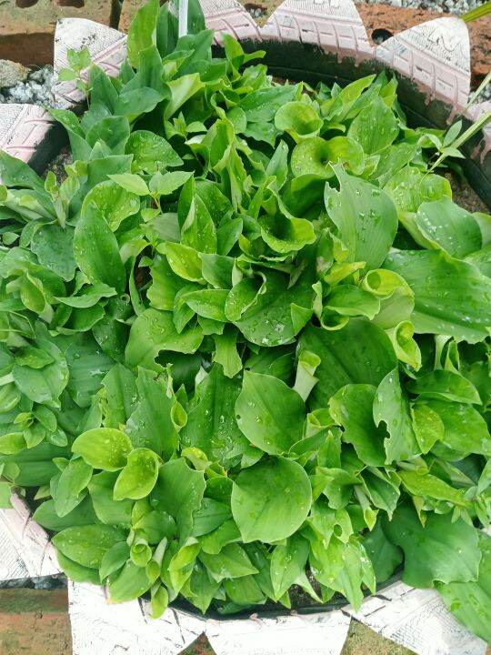 ulam pokok kencur/cekur | Lazada