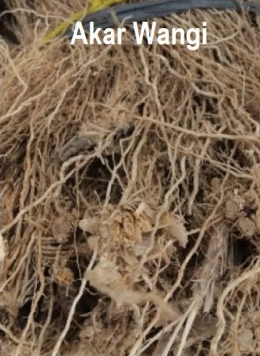 Akar serai wangi | Lazada