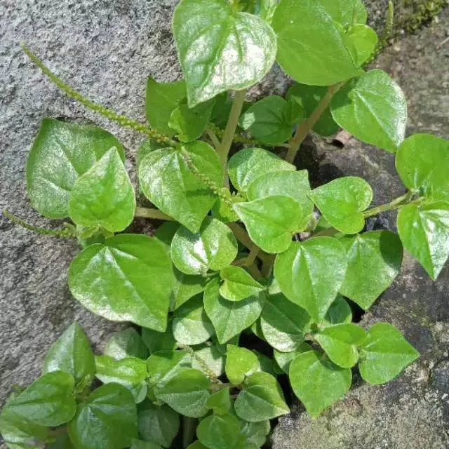 Tanaman herbal suruhan air/tumpang air/sirih cina | Lazada Indonesia