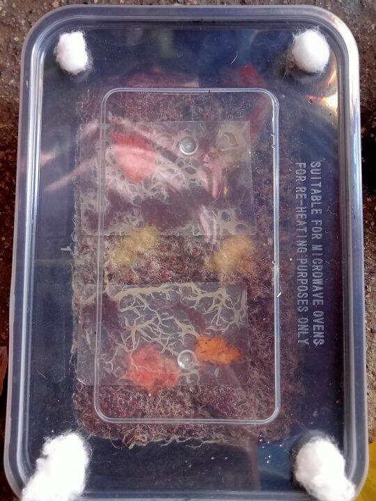 Grindal | Lazada PH: Buy sell online Fish Food with cheap price | Lazada PH