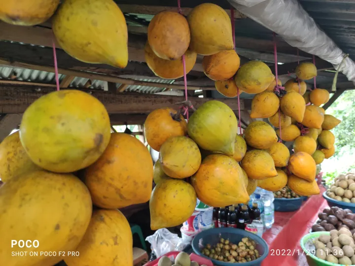 Buah Sampolay/Sawo belanda | Lazada Indonesia