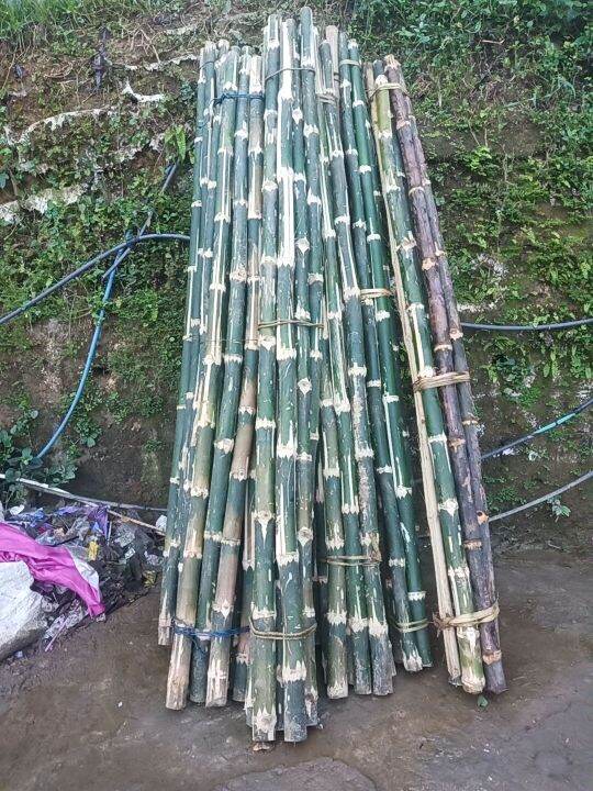 Bamboo frence Or buho na pambakod 6-7-8-9-10ft haba ask lang po kayo ...