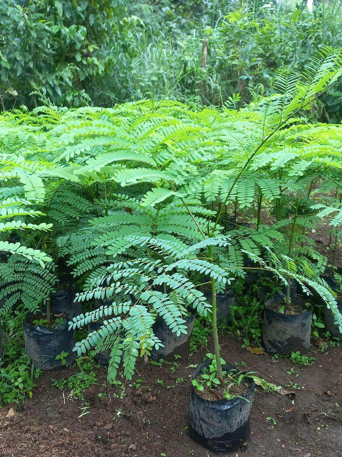 SIPLah Telkom - Belanja Keperluan Sekolah Online Makin Mudah