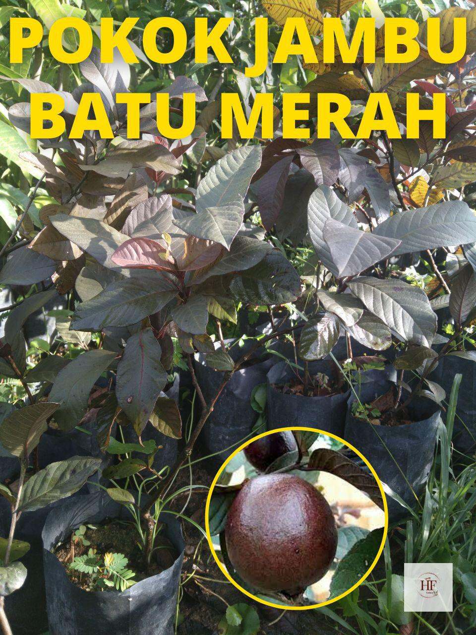 Buah Buahan Pelik