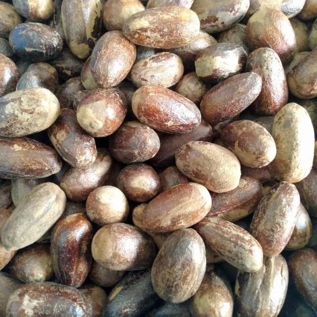 Biji Pala Kering Utuh 500gr / Biji Pala Lonjong Kering Utuh | Lazada ...