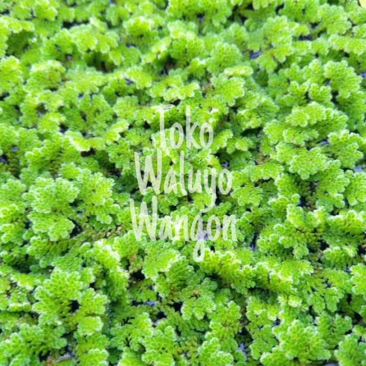 PAKET LENGKAP 1 Bibit Budidaya Azolla Mycrophylla, Lemna Minor, dan ...
