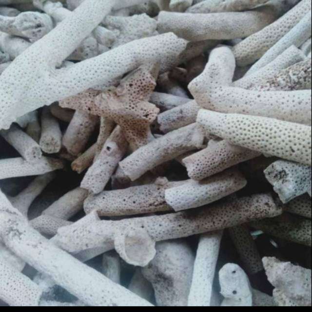 Filter karang jahe 1kg Untuk stabil PH kolam dan aquarium | Lazada ...