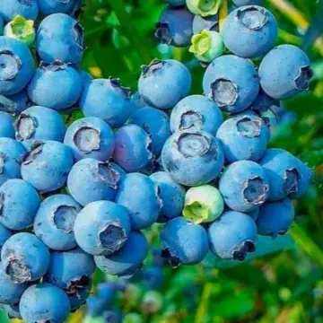 Pohon Buah Blueberry